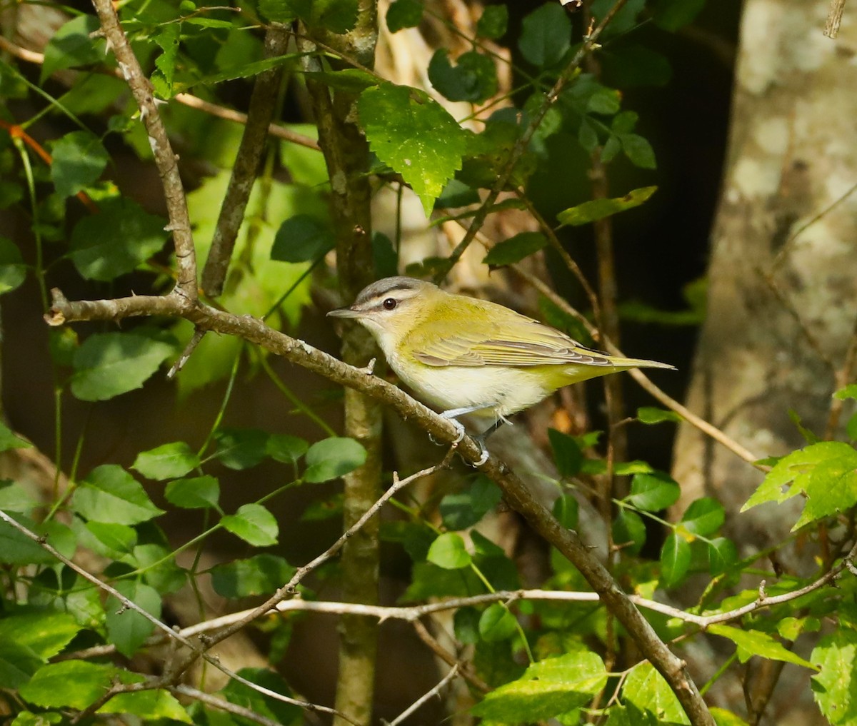 eBird Checklist - 21 Aug 2024 - 2698 Still Hollow Loop Road ...