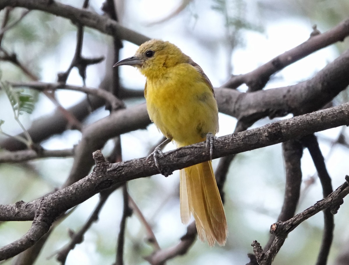 eBird Checklist - 21 Aug 2024 - Madera Canyon--Proctor Rd. - 13 species