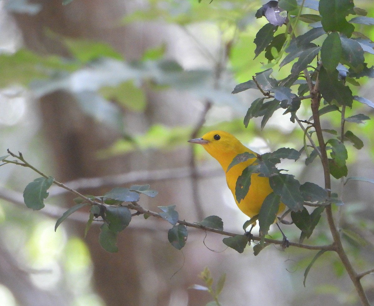 eBird Checklist - 21 Aug 2024 - GTM NERR--Purple Trail - 16 species