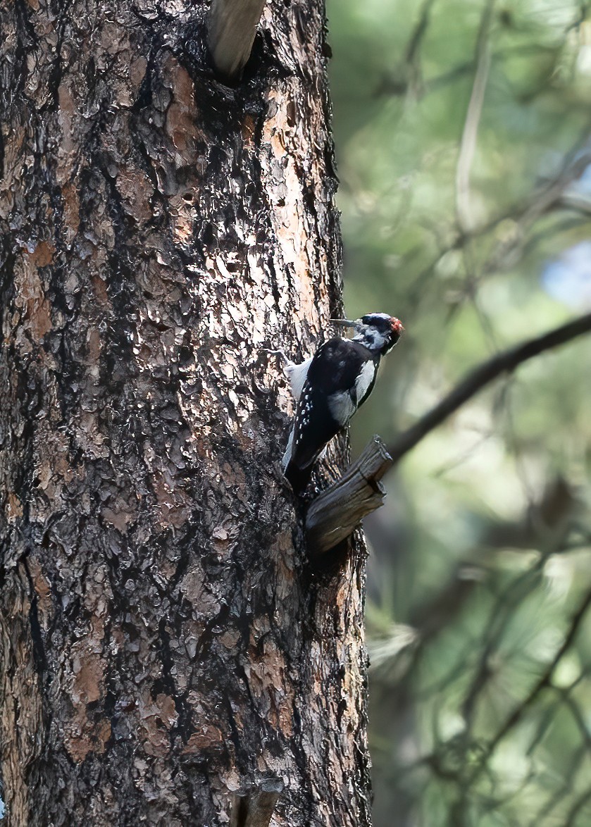 eBird Checklist - 19 Aug 2024 - Mingus Mountain--Butterfly Spring - 13 ...