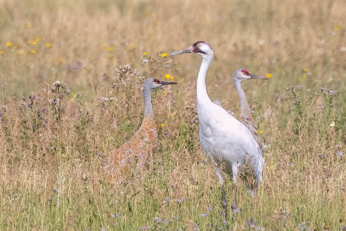 eBird Checklist - 20 Aug 2024 - stakeout Whooping Crane, Springbank (July-August, 2024) - 7 species