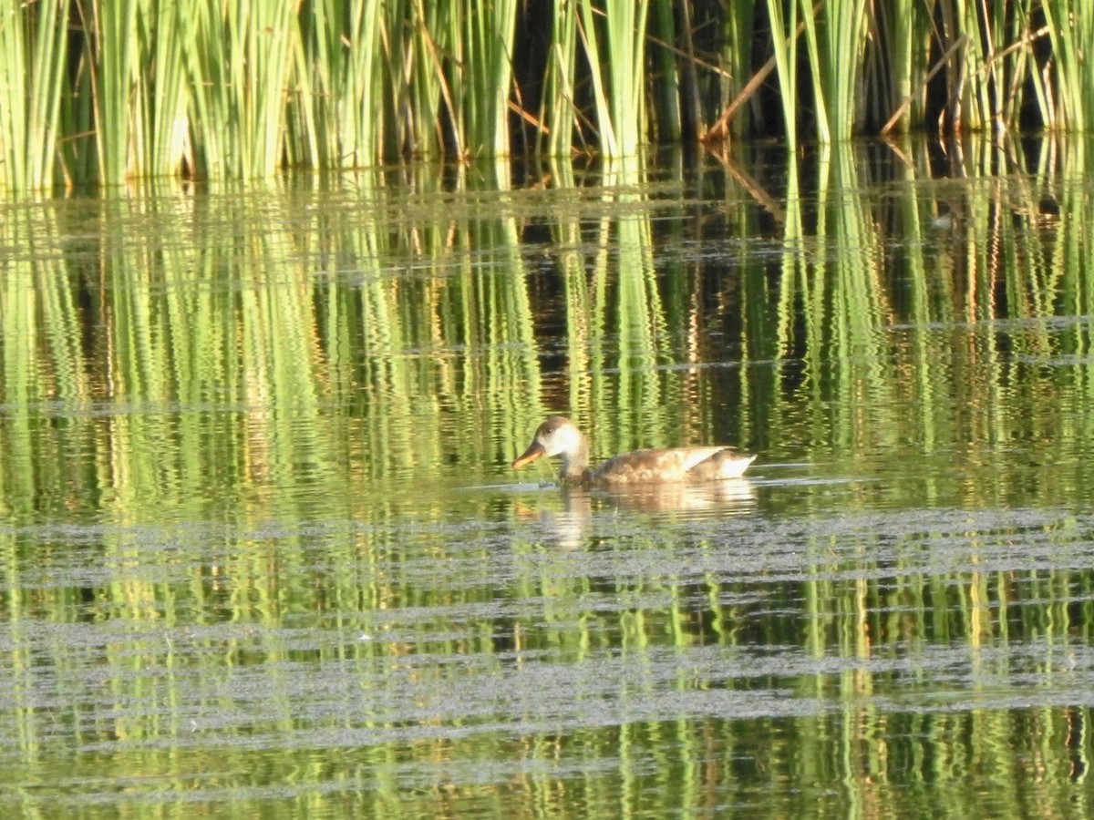 eBird Checklist - 21 Aug 2024 - Zotes del Paramo--Gravera - 44 species
