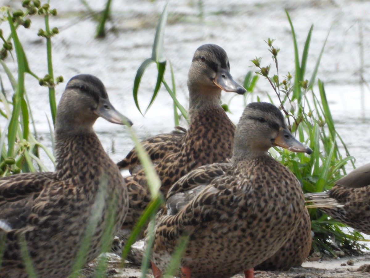 eBird Checklist - 21 Aug 2024 - Quai Fédéral - 5 species