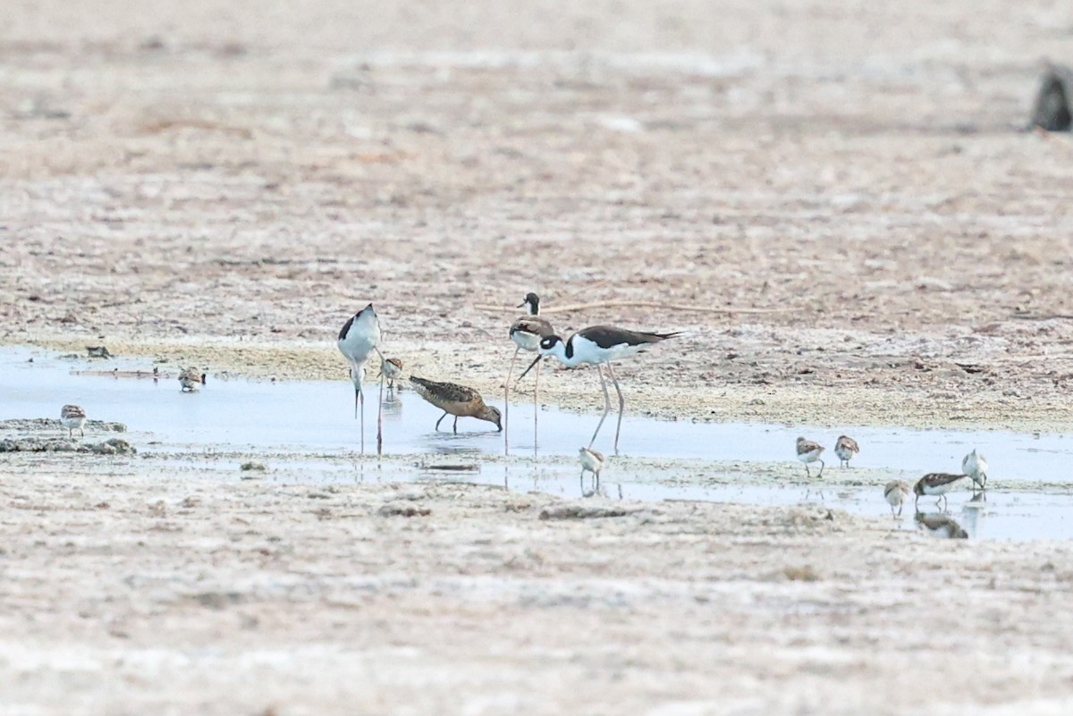 eBird Checklist - 11 Aug 2024 - Salton Sea--Obsidian Butte - 25 species