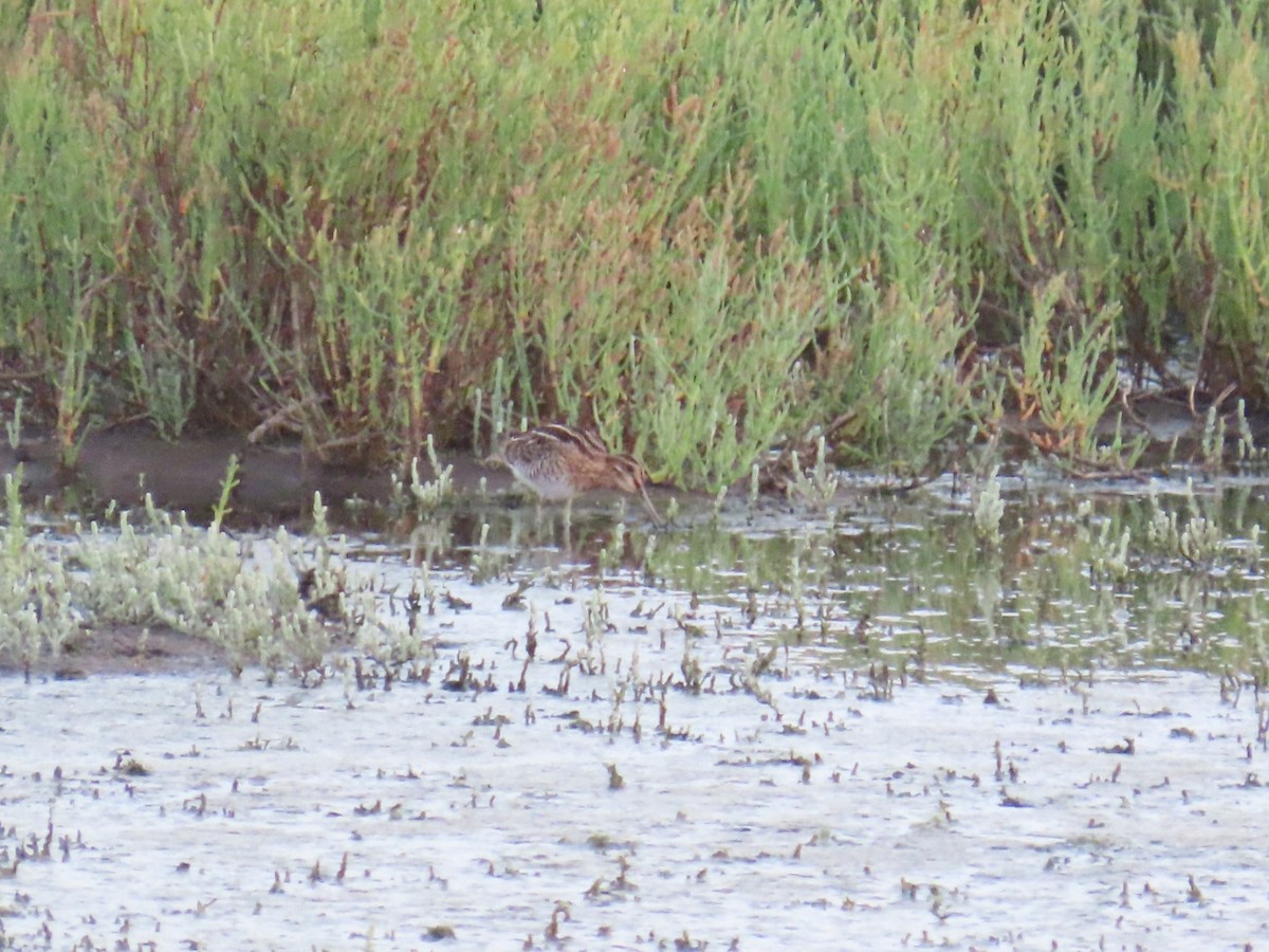 eBird Checklist - 21 Aug 2024 - Ballona Wetlands Reserve--Area B Open ...