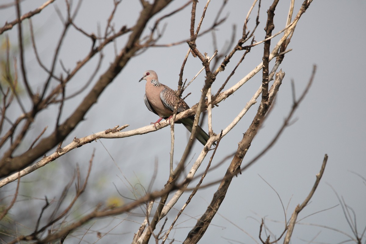 eBird Checklist - 22 Aug 2024 - Mirzapur Dam, Sahibzada Ajit Singh ...