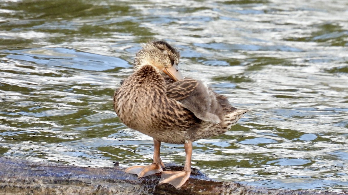 eBird Checklist - 21 Aug 2024 - Hart-Miller Island - 70 species
