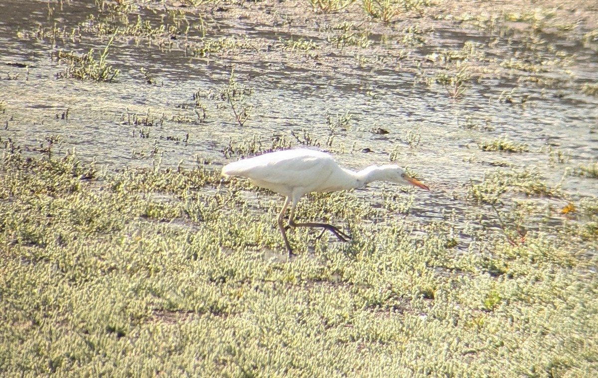 eBird Checklist - 22 Aug 2024 - Ballona Wetlands Reserve--Area B Open ...