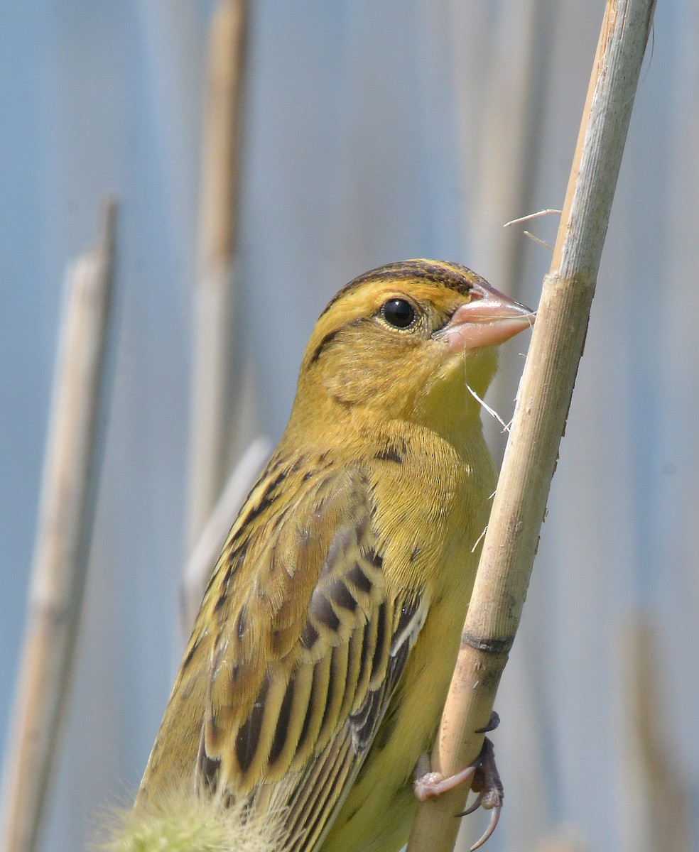 eBird Checklist - 22 Aug 2024 - Edwin B. Forsythe NWR--Wildlife Drive (8-mile auto tour loop ...