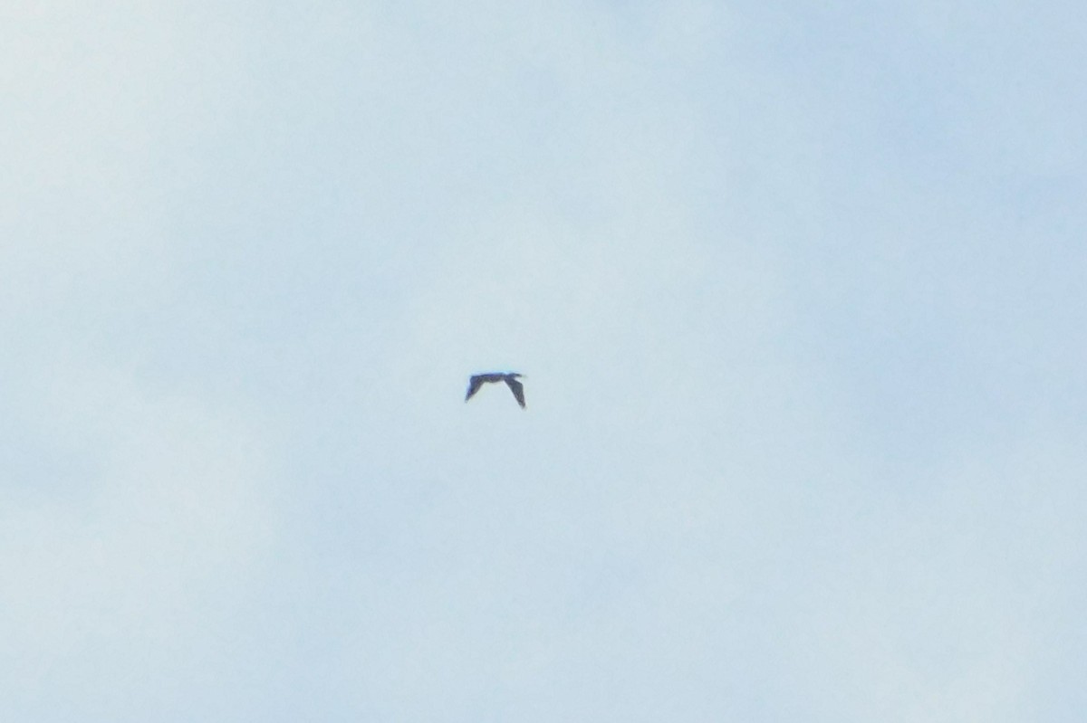 eBird Checklist - 22 Aug 2024 - Chimney Rock Hawk Watch - 47 species ...