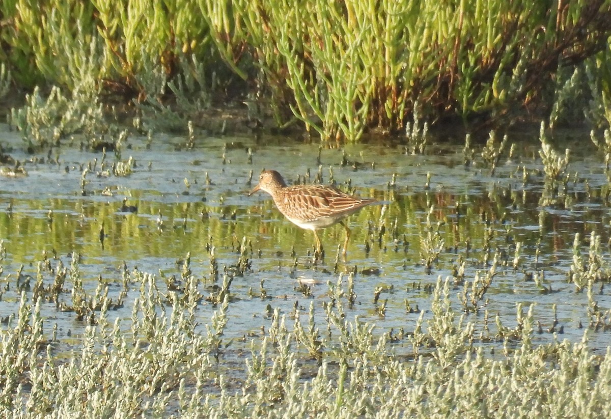 eBird Checklist - 22 Aug 2024 - Ballona Wetlands Reserve--Area B Open ...