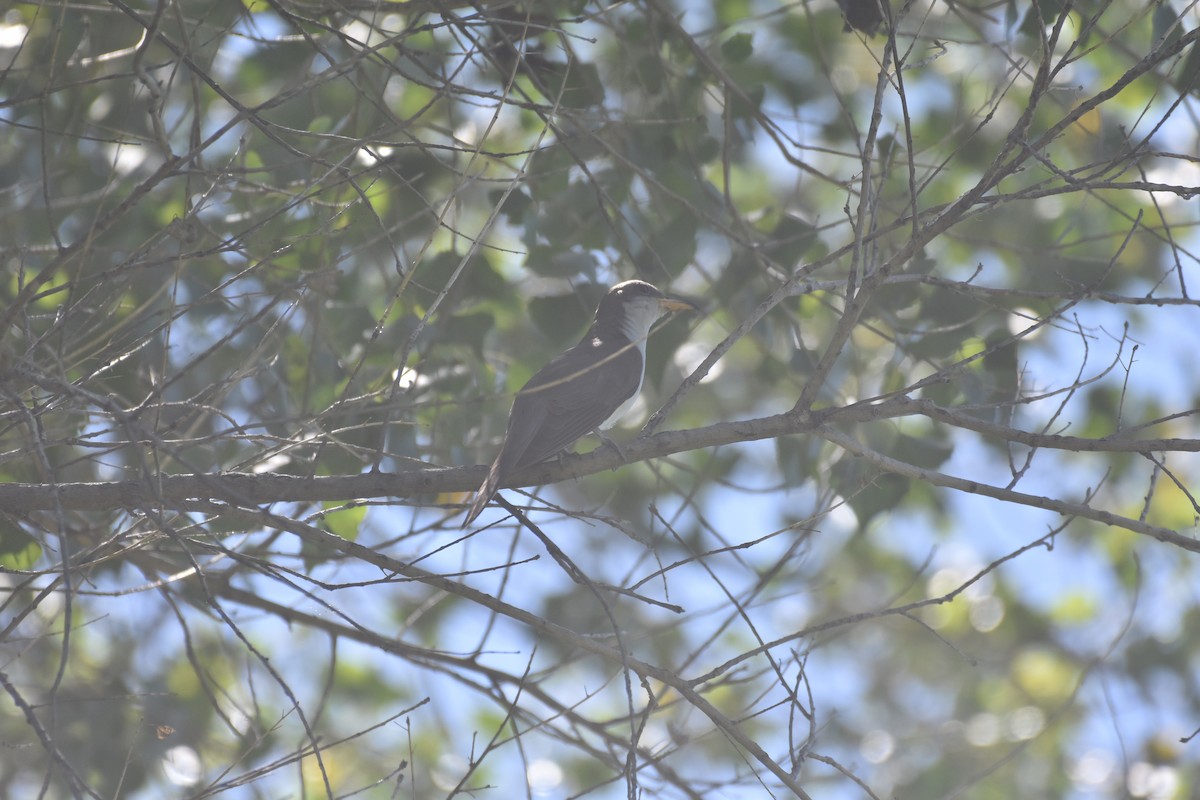 eBird Checklist - 17 Aug 2024 - Sycamore Canyon (Pajarito Mountains ...