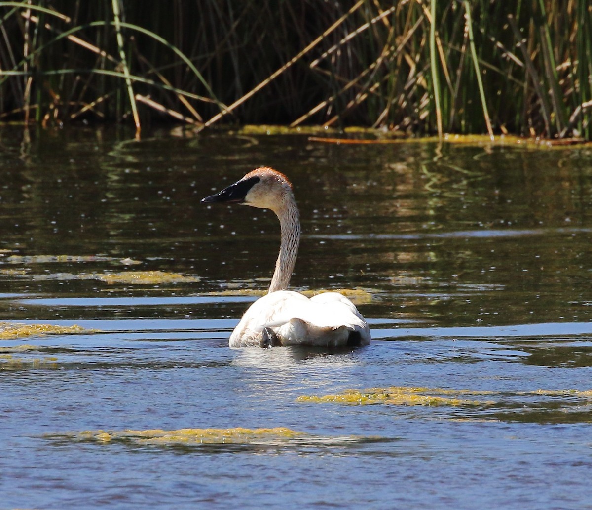 eBird Checklist - 22 Aug 2024 - Carson City WWTP Wetlands - 2 species