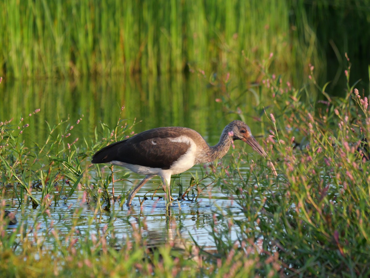 eBird Checklist - 22 Aug 2024 - Hammonasset Beach SP--West End - 9 species