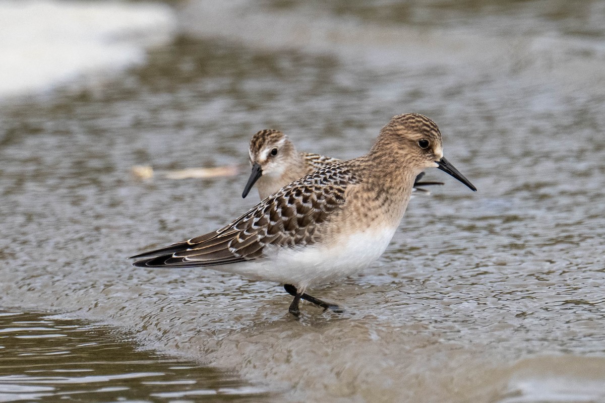 eBird Checklist - 22 Aug 2024 - Pointe-aux-Alouettes - 39 species