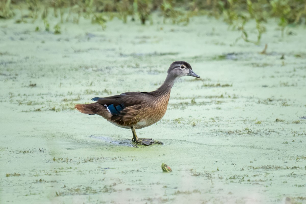eBird Checklist - 22 Aug 2024 - Blue Springs Lake--Fleming Park Wetland ...