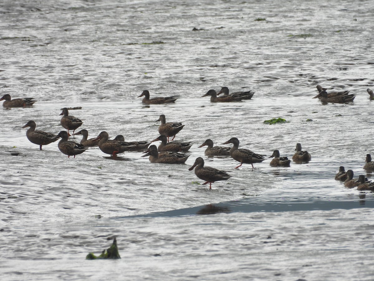 eBird Checklist - 22 Aug 2024 - Billy Frank Jr. Nisqually NWR - 30 species (+2 other taxa)