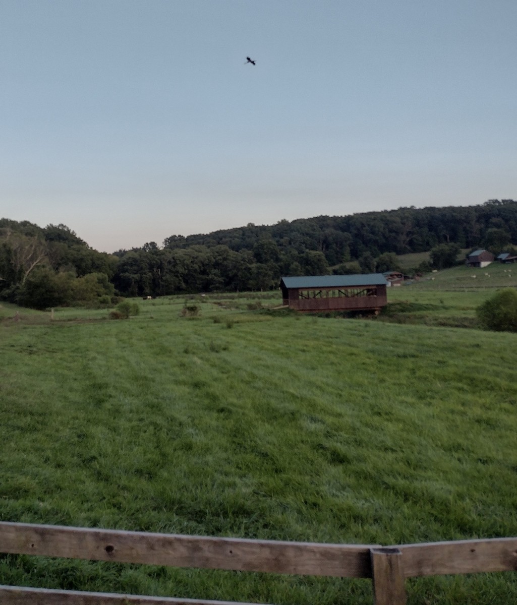 eBird Checklist - 22 Aug 2024 - stakeout Wood Stork, Westminster (2024 ...