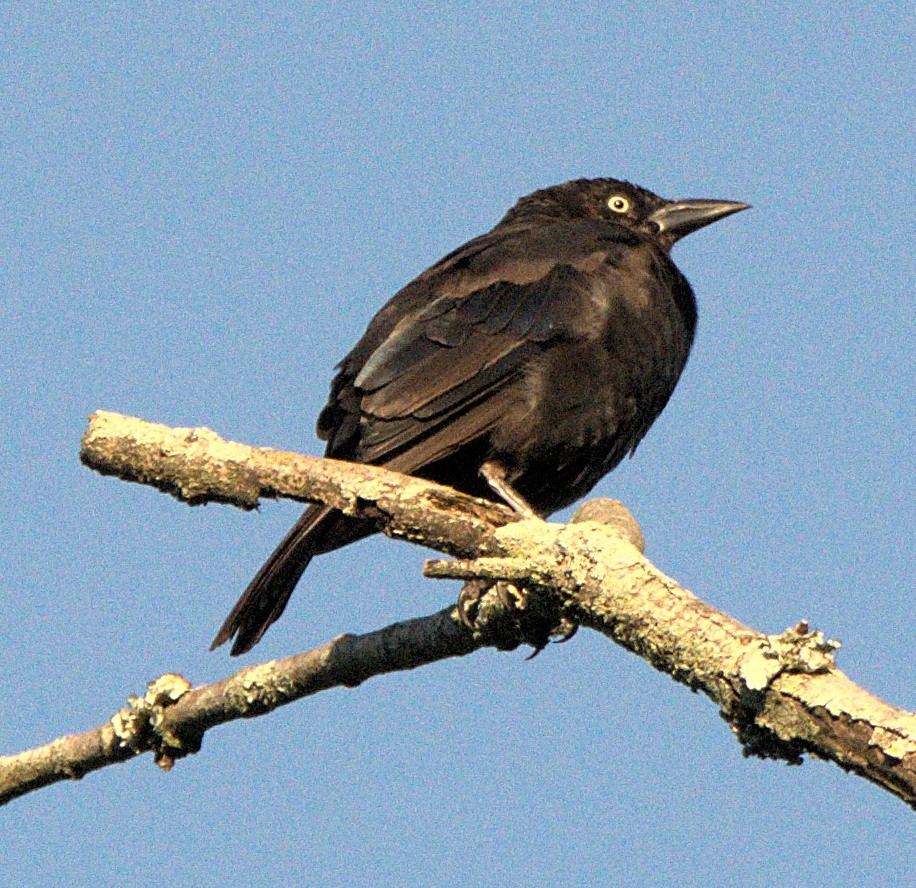 Pennsylvania Bird Atlas Checklist - 22 Aug 2024 - Churchville Nature ...