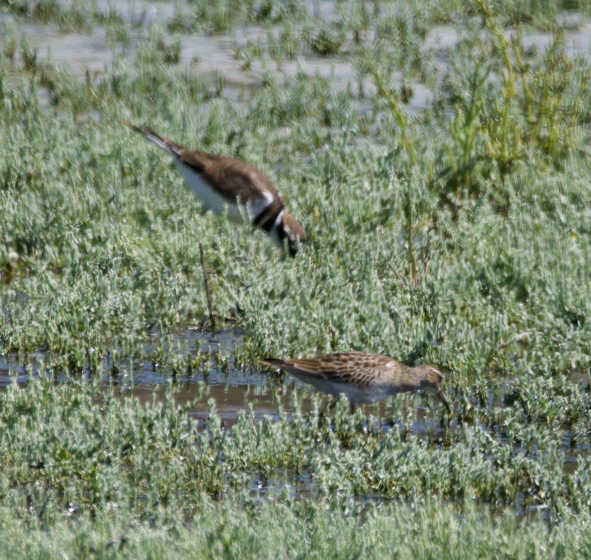 eBird Checklist - 22 Aug 2024 - Ballona Wetlands Reserve--Area B Open ...