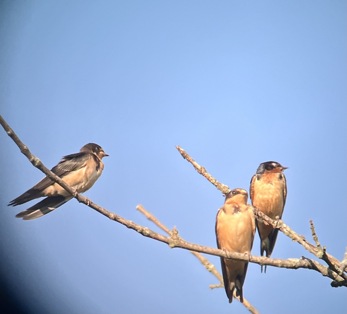 eBird Checklist - 22 Aug 2024 - John Heinz NWR--impoundment (Philadelphia Co.) - 2 species