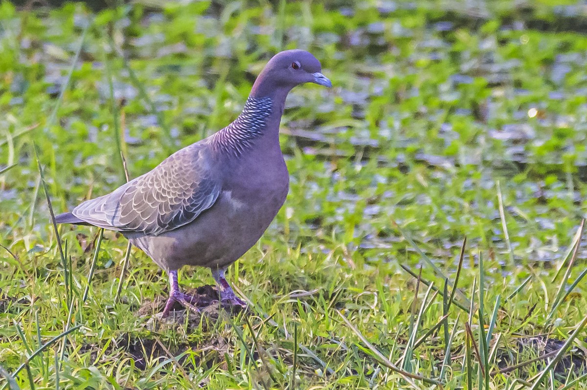 eBird Checklist - 16 Aug 2024 - Calle de Circunvalación, Mones Quintela ...