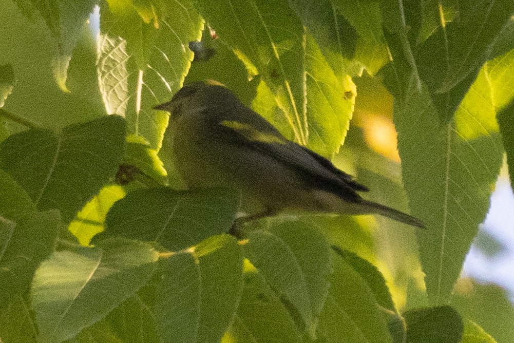 Pennsylvania Bird Atlas Checklist - 23 Aug 2024 - Rushton Farm - 48 ...