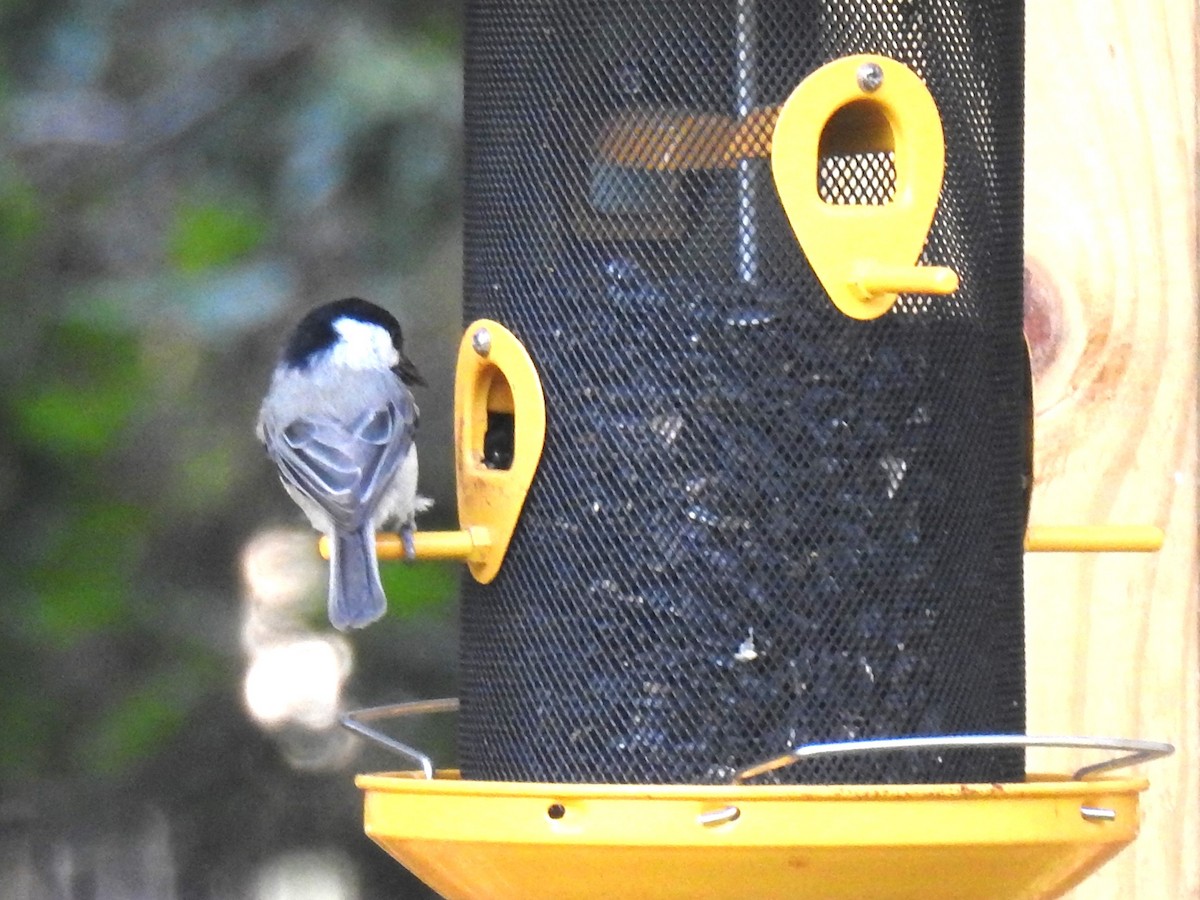eBird Checklist - 8 Aug 2024 - Kelly's Bird Sanctuary @ Brazos River ...