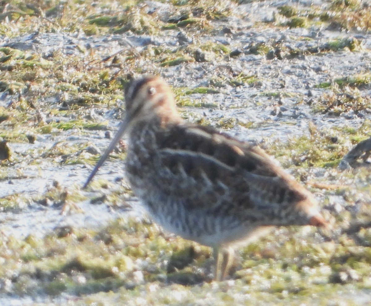 eBird Checklist - 23 Aug 2024 - Donegal Lake - 46 species