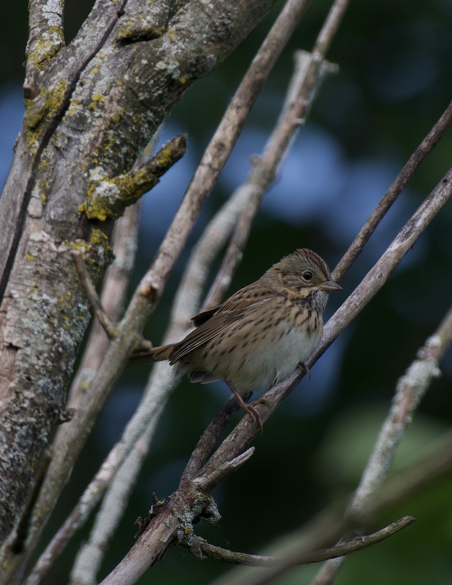 eBird Checklist - 23 Aug 2024 - Flushing Twp. Nature Park - 52 species