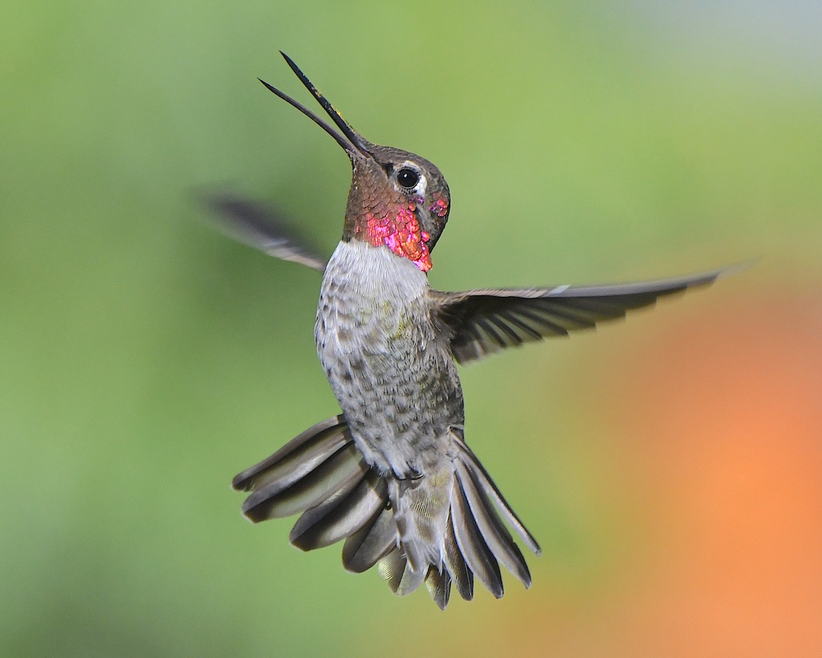 eBird Checklist - 23 Aug 2024 - Madera Canyon--Santa Rita Lodge - 20 ...