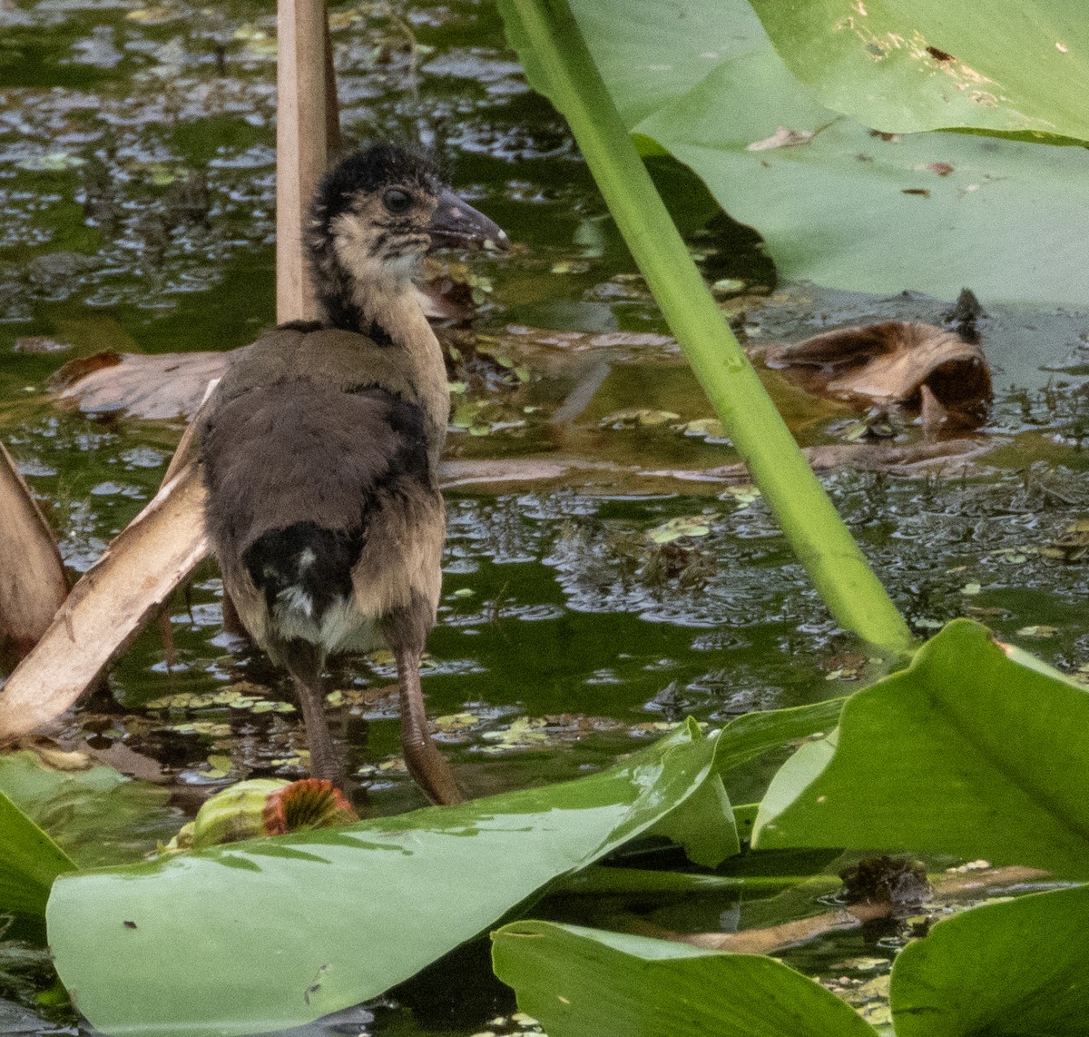 eBird Checklist - 22 Aug 2024 - Loxahatchee NWR - 26 species (+1 other taxa)