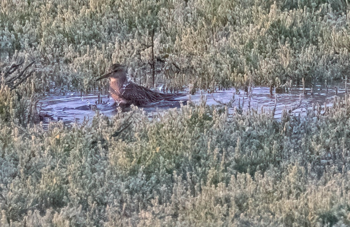 eBird Checklist - 23 Aug 2024 - Ballona Wetlands Reserve--Area B Open ...
