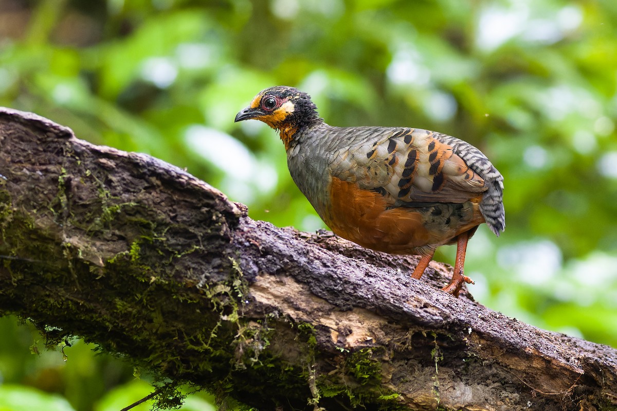 eBird Checklist - 21 Jul 2024 - Pronojiwo, Lumajang ID-East Java -8.19157, 112.92676 - 12 species