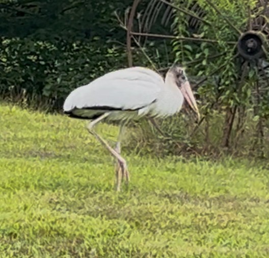eBird Checklist - 22 Aug 2024 - Hancock Marsh - 1 species