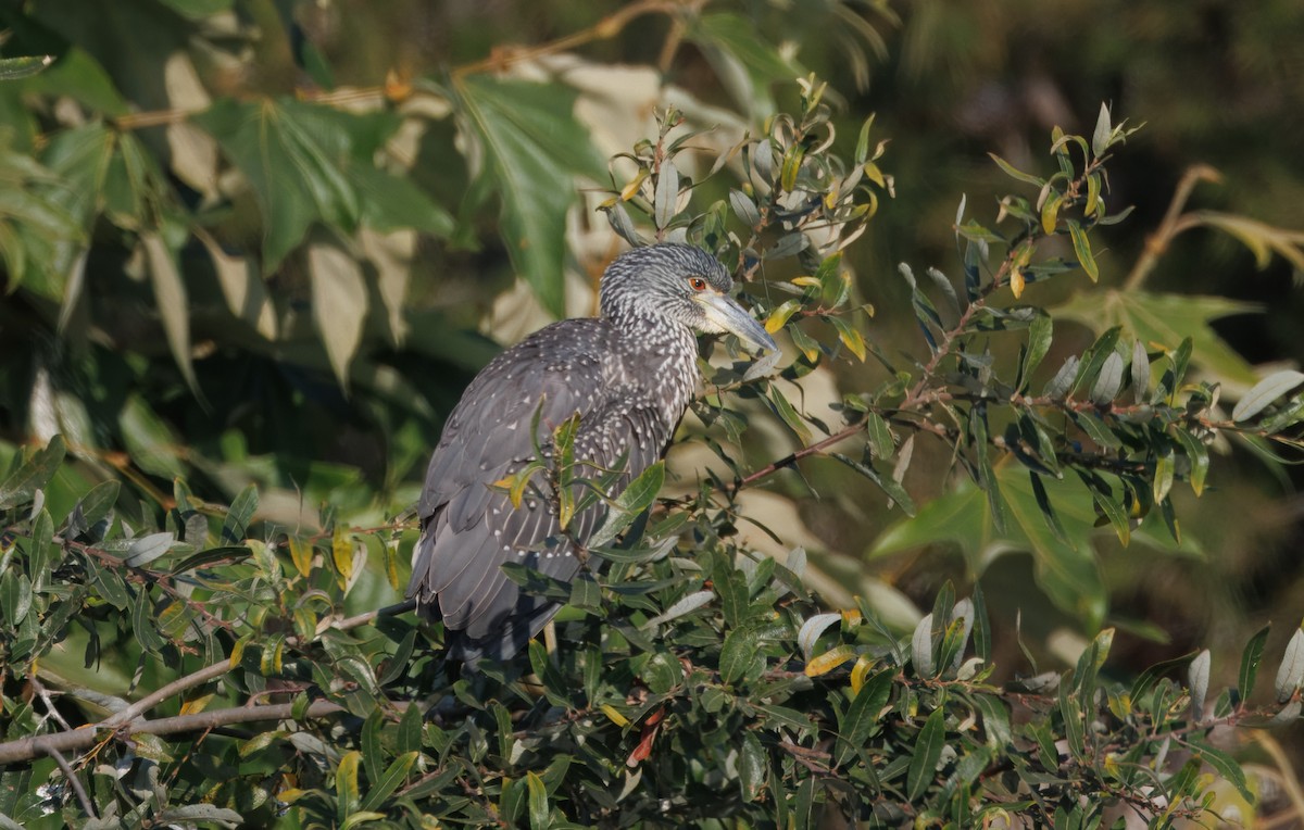 eBird Checklist - 23 Aug 2024 - UCSB North Campus Open Space (formerly ...