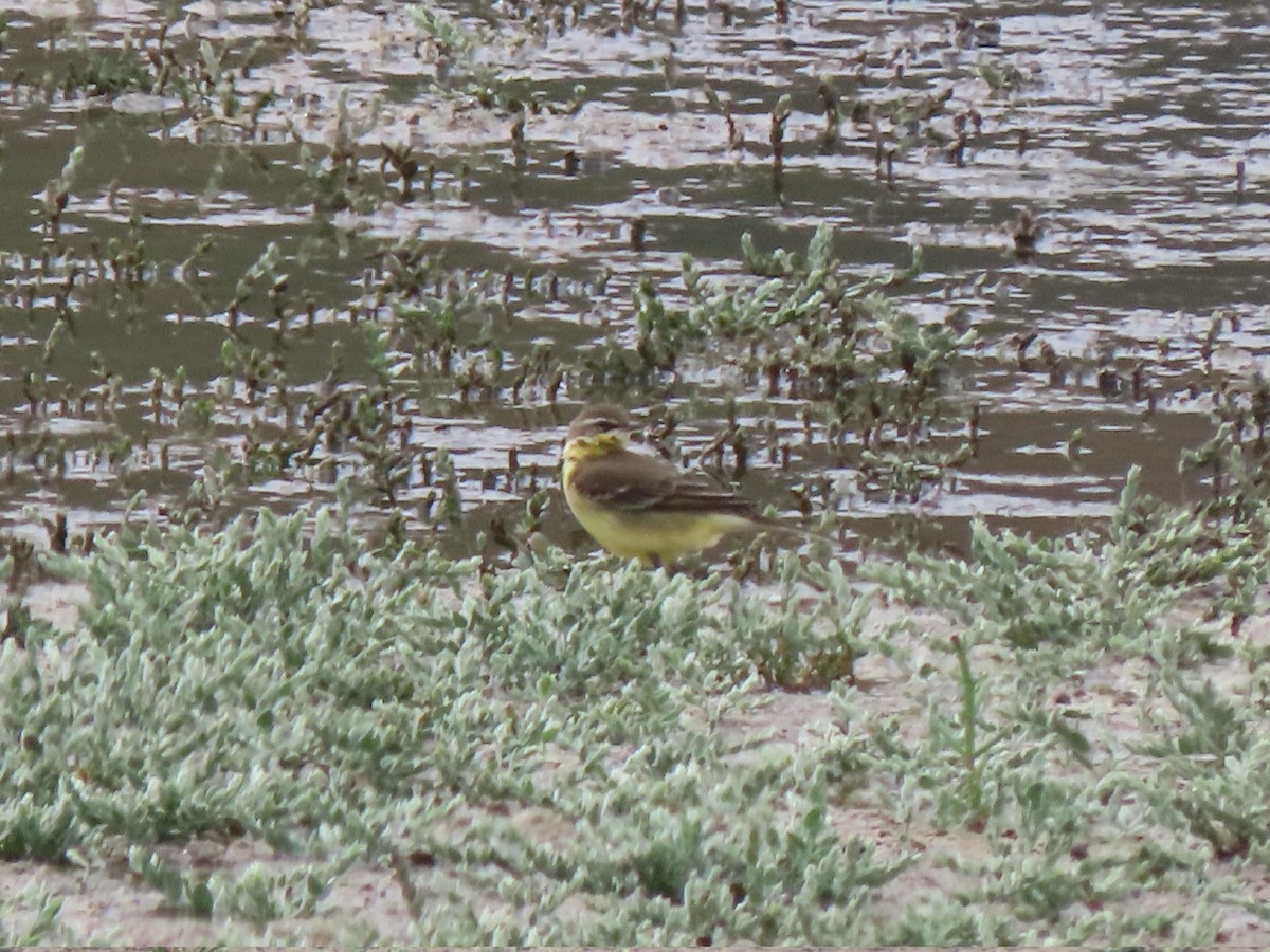 eBird Checklist - 23 Aug 2024 - Ballona Wetlands Reserve--Area B Open ...