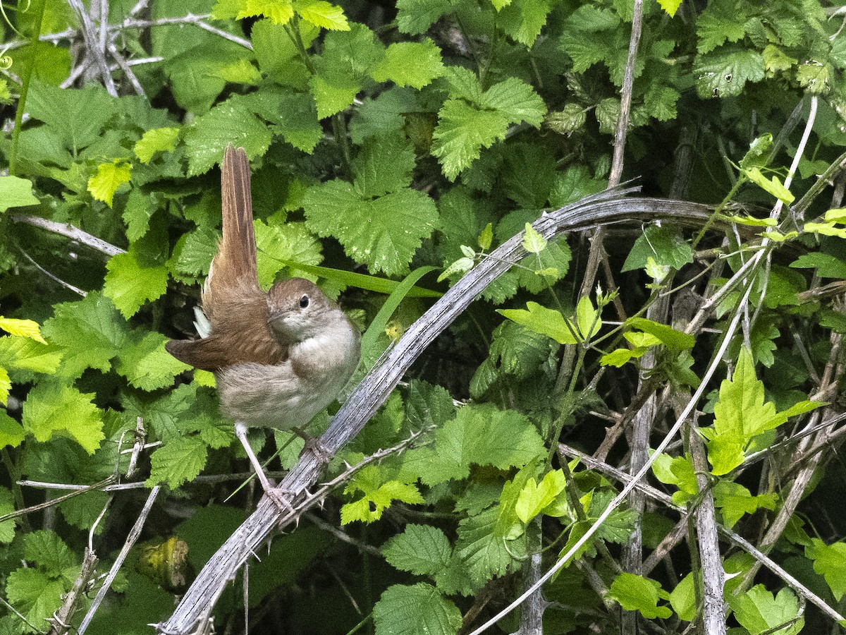 ML622851885 - Common Nightingale - Macaulay Library