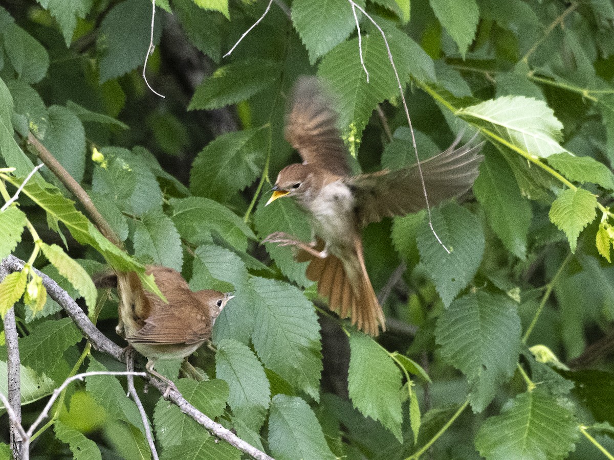 ML622851886 - Common Nightingale - Macaulay Library