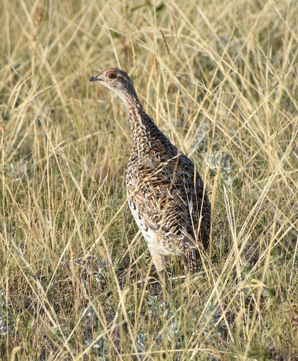 eBird Checklist - 16 Aug 2024 - Long Pines Unit--Sioux Ranger District ...