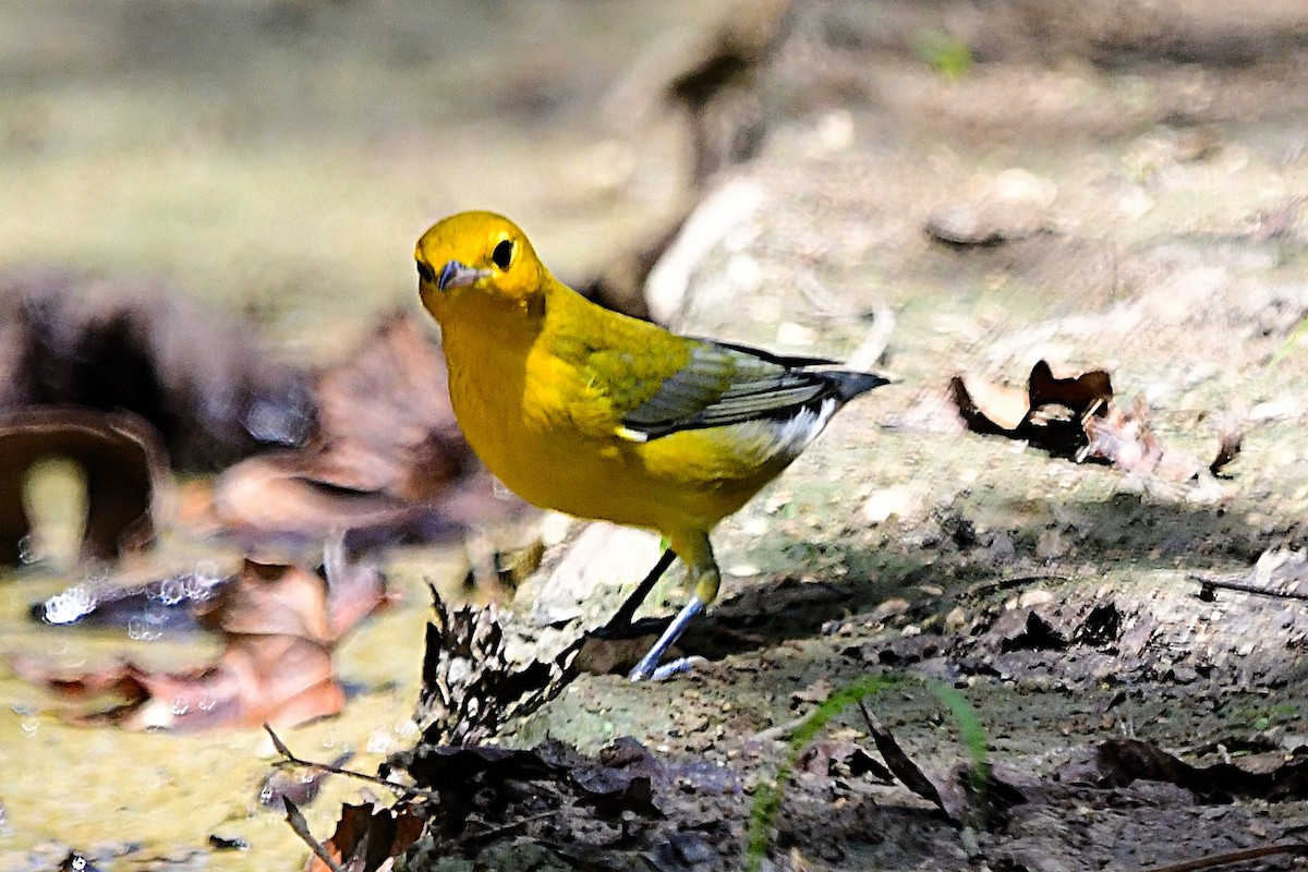 eBird Checklist - 23 Aug 2024 - Ward Bayou WMA - 19 species