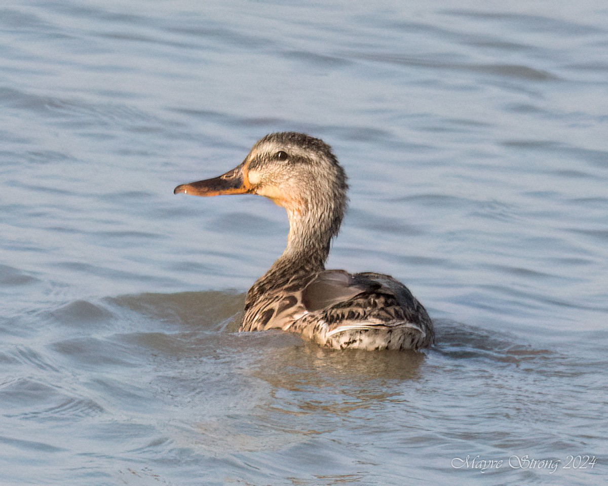 eBird Checklist - 23 Aug 2024 - Hagerman NWR - 41 species