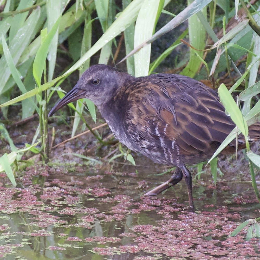 eBird Checklist - 23 Aug 2024 - Ridgefield NWR - 23 species