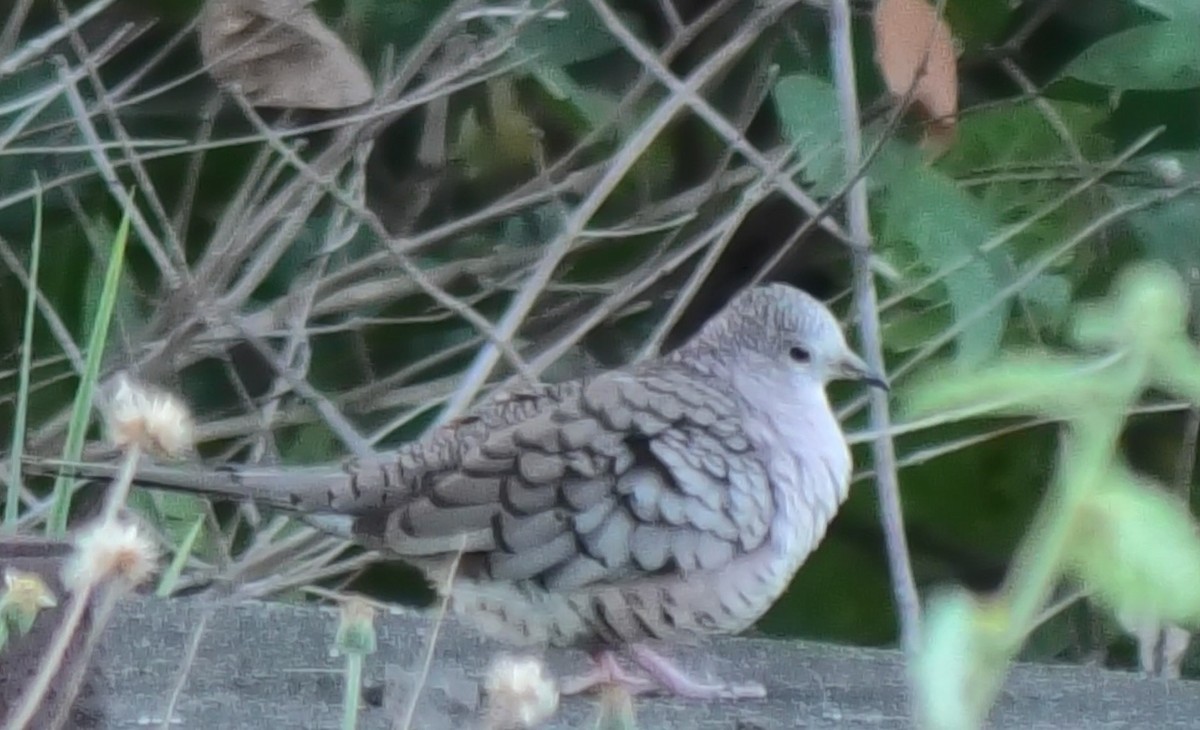 eBird Checklist - 23 Dec 2021 - Rui Guanacaste Route - 29 species