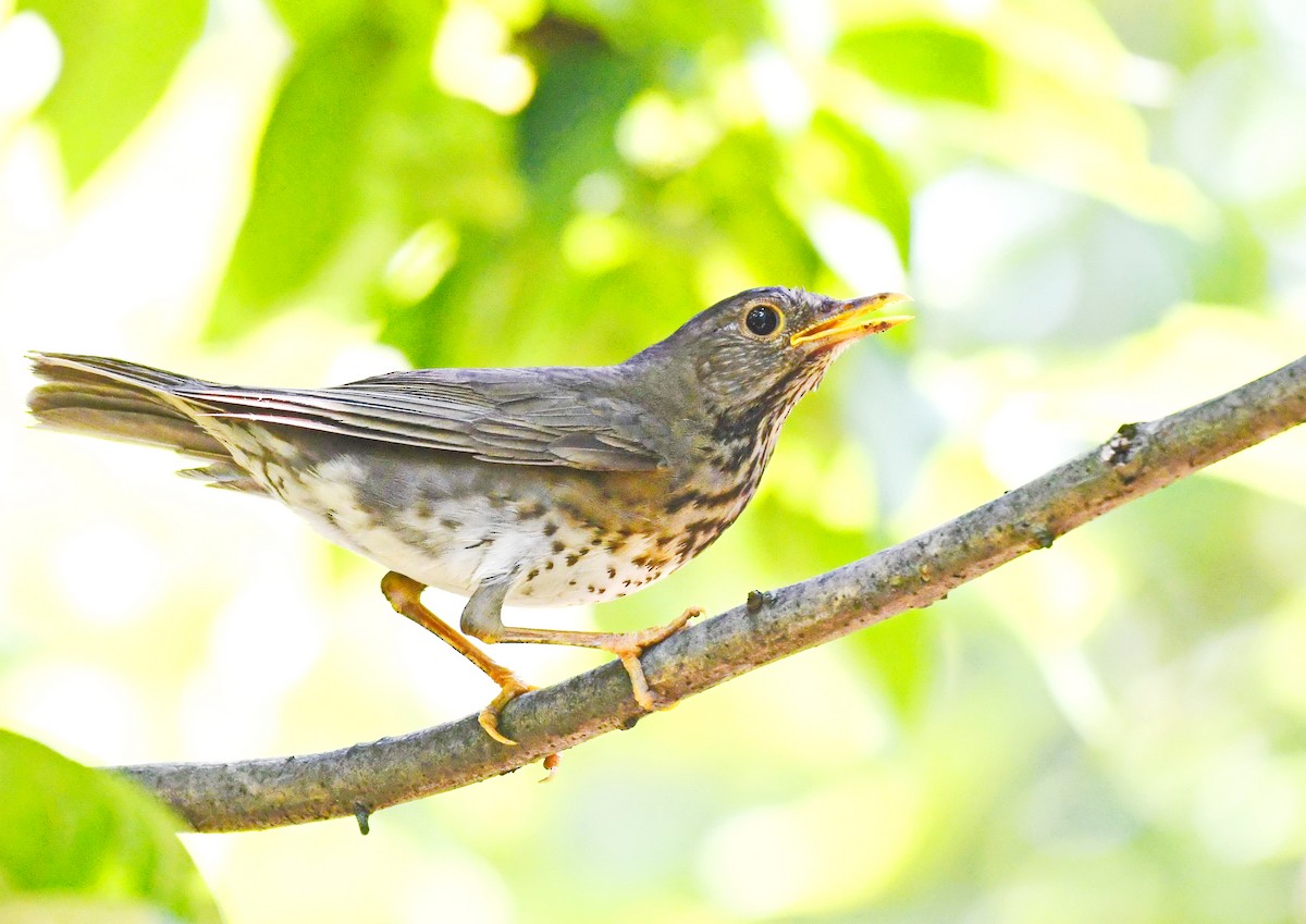ML622874161 - Japanese Thrush - Macaulay Library