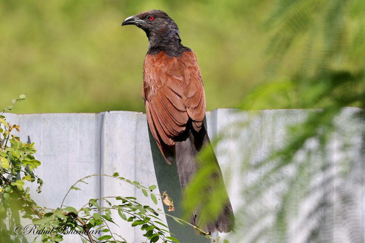 eBird Checklist - 23 Aug 2024 - Doddakannelli Lake - 3 species