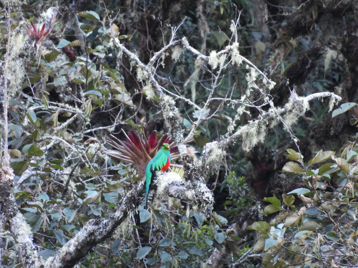 ML622893842 - Golden-headed Quetzal - Macaulay Library