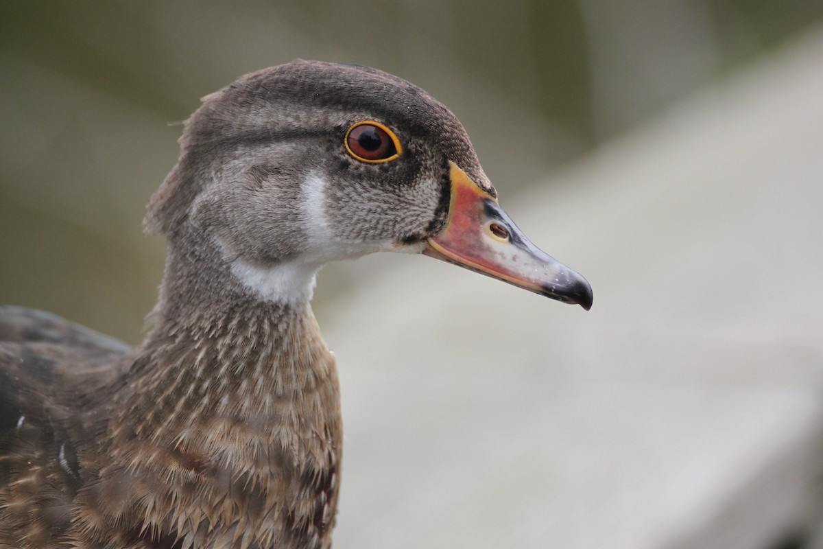 eBird Checklist - 24 Aug 2024 - Reifel Bird Sanctuary - 47 species (+3 ...