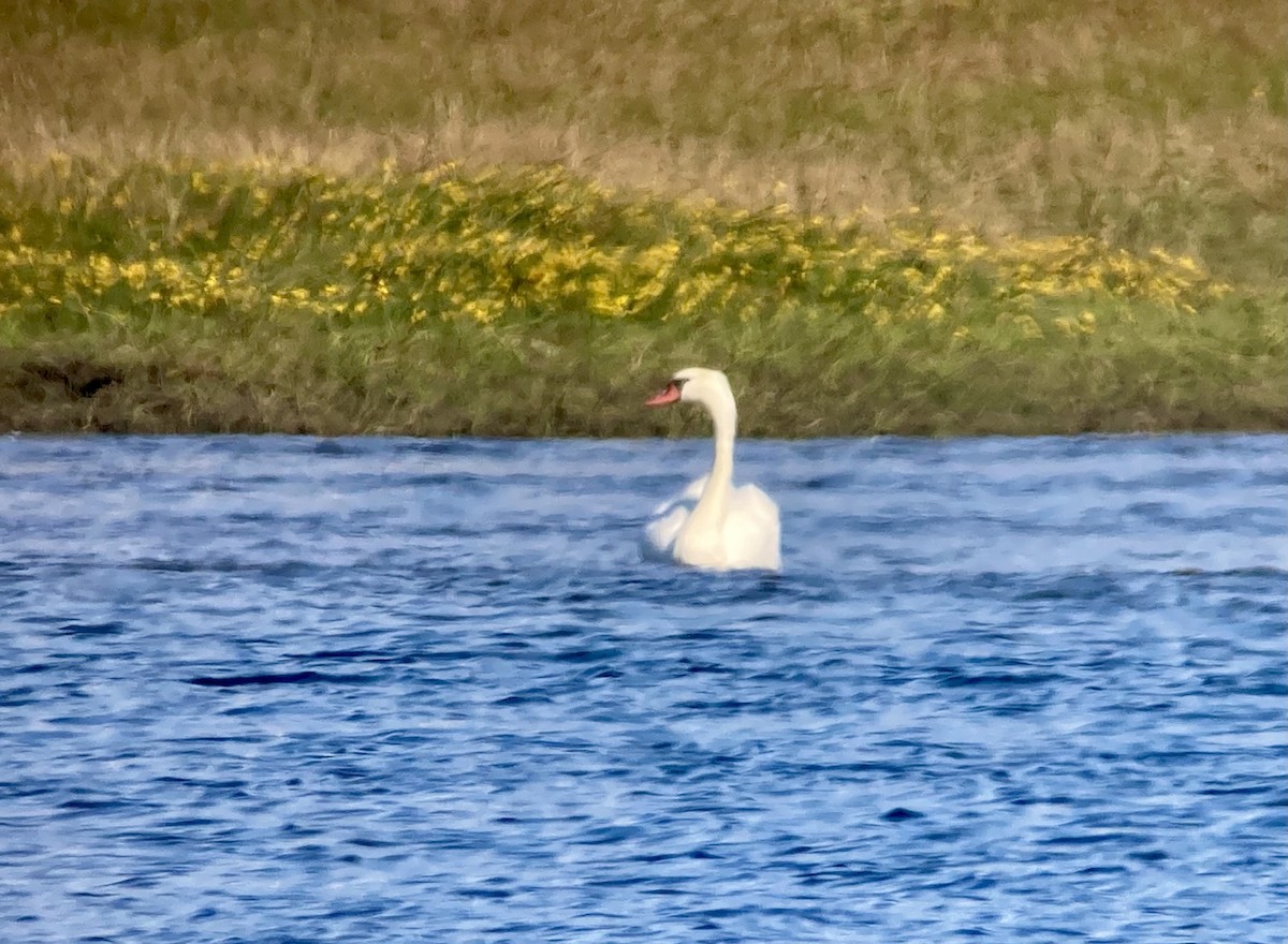 eBird Checklist - 24 Aug 2024 - Lake Tolowa - 35 species