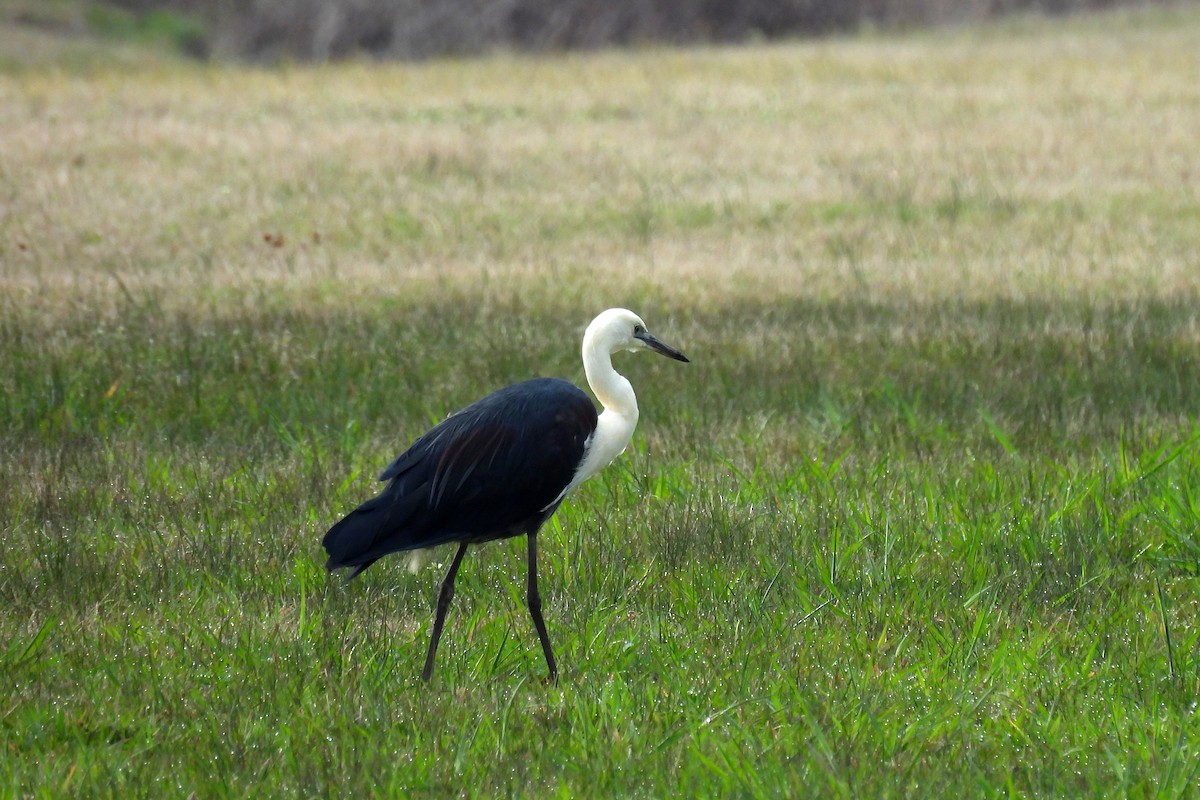 eBird Checklist - 25 Aug 2024 - New Valley Road, Tingha 2369 - 2 species